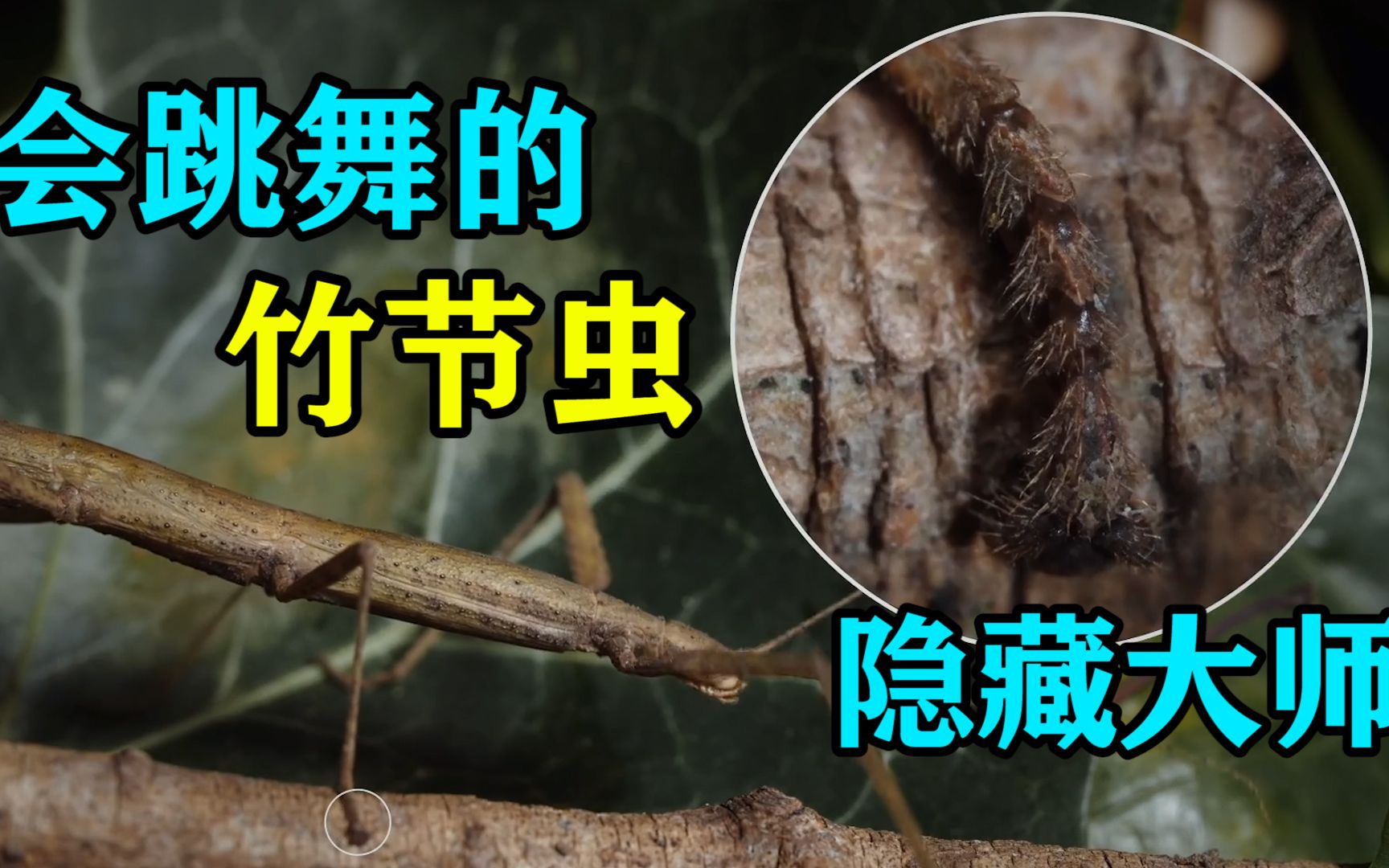 科普|竹节虫,昆虫界的隐藏大师,看这张图片,你能找出它吗?