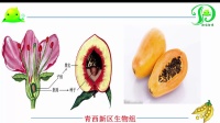 果实和种子的形成