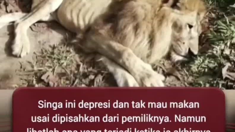 10年前Ana 从马戏团救出了一只狮子幼崽,把他养得像自己的孩子