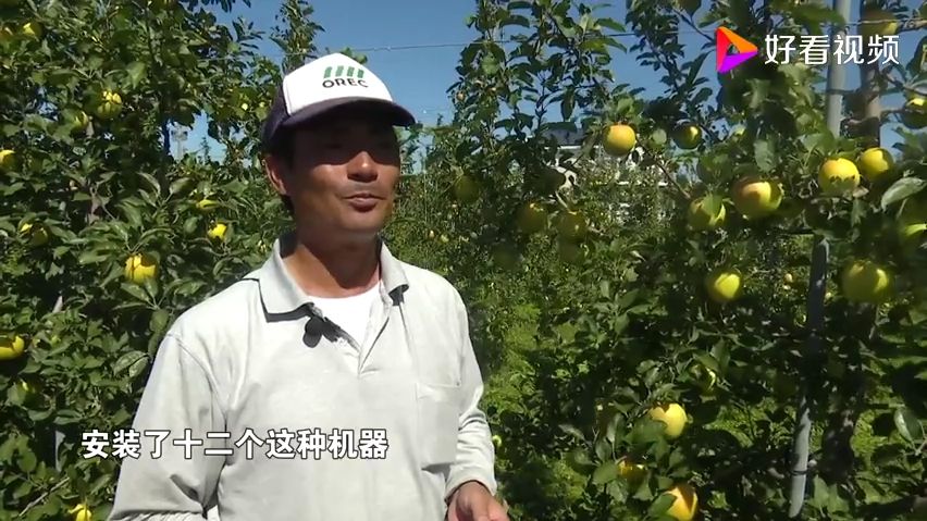 严格的修剪,精细的管理,一起看看日本的果园管理模式