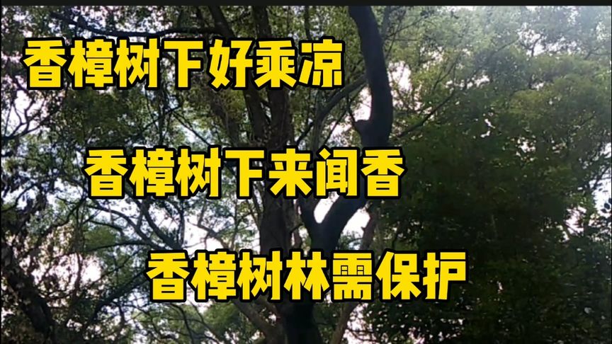 香樟树下好乘凉,香樟树下来闻香,香樟树林需保护!