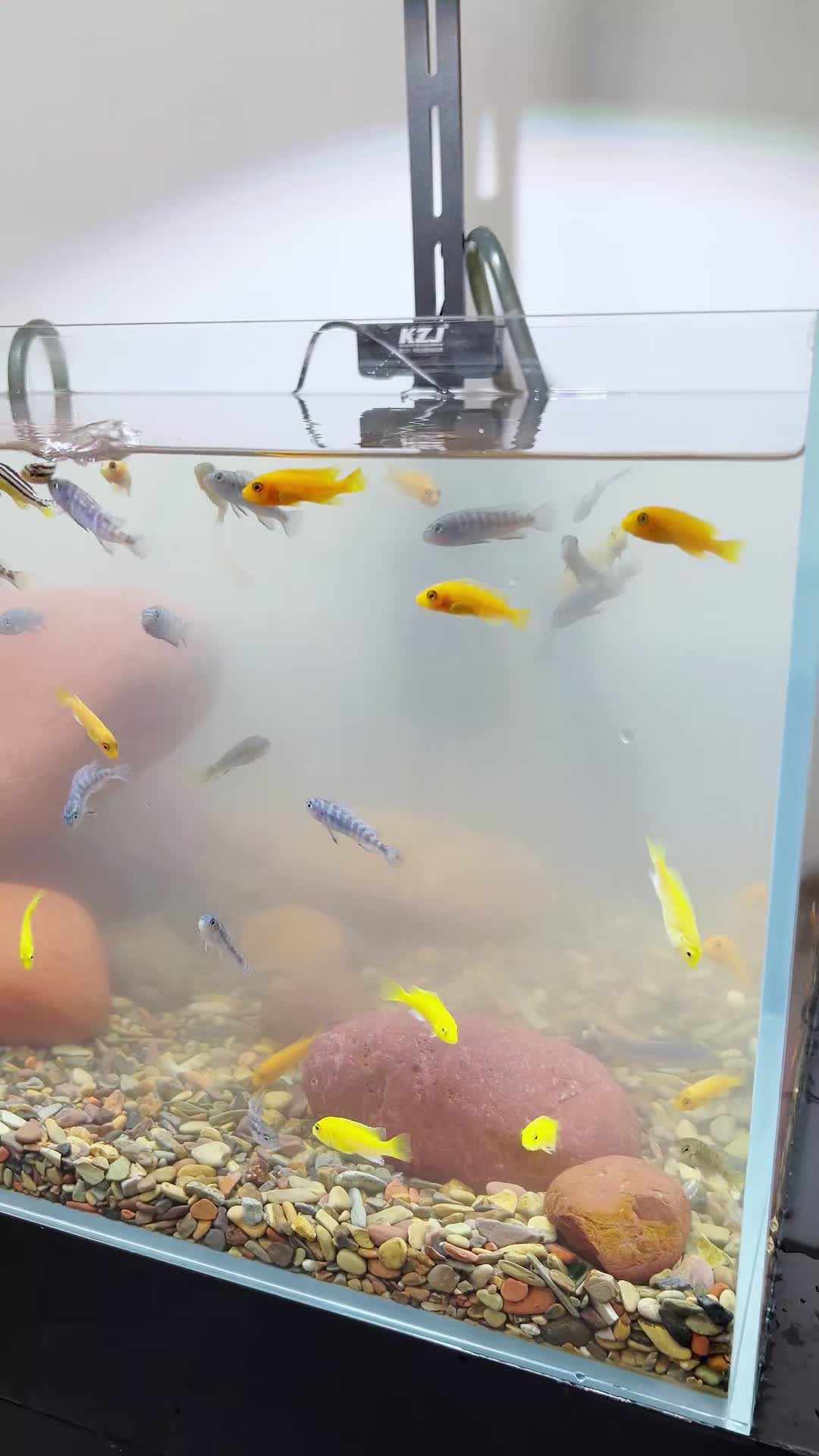 鱼缸为什么总是发浑发白?那是氨氮亚盐超标导致的,使用硝化细菌就...