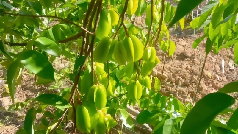 80厘米长的菠萝蜜,挂满树的杨桃,自留地里充满收获的惊喜
