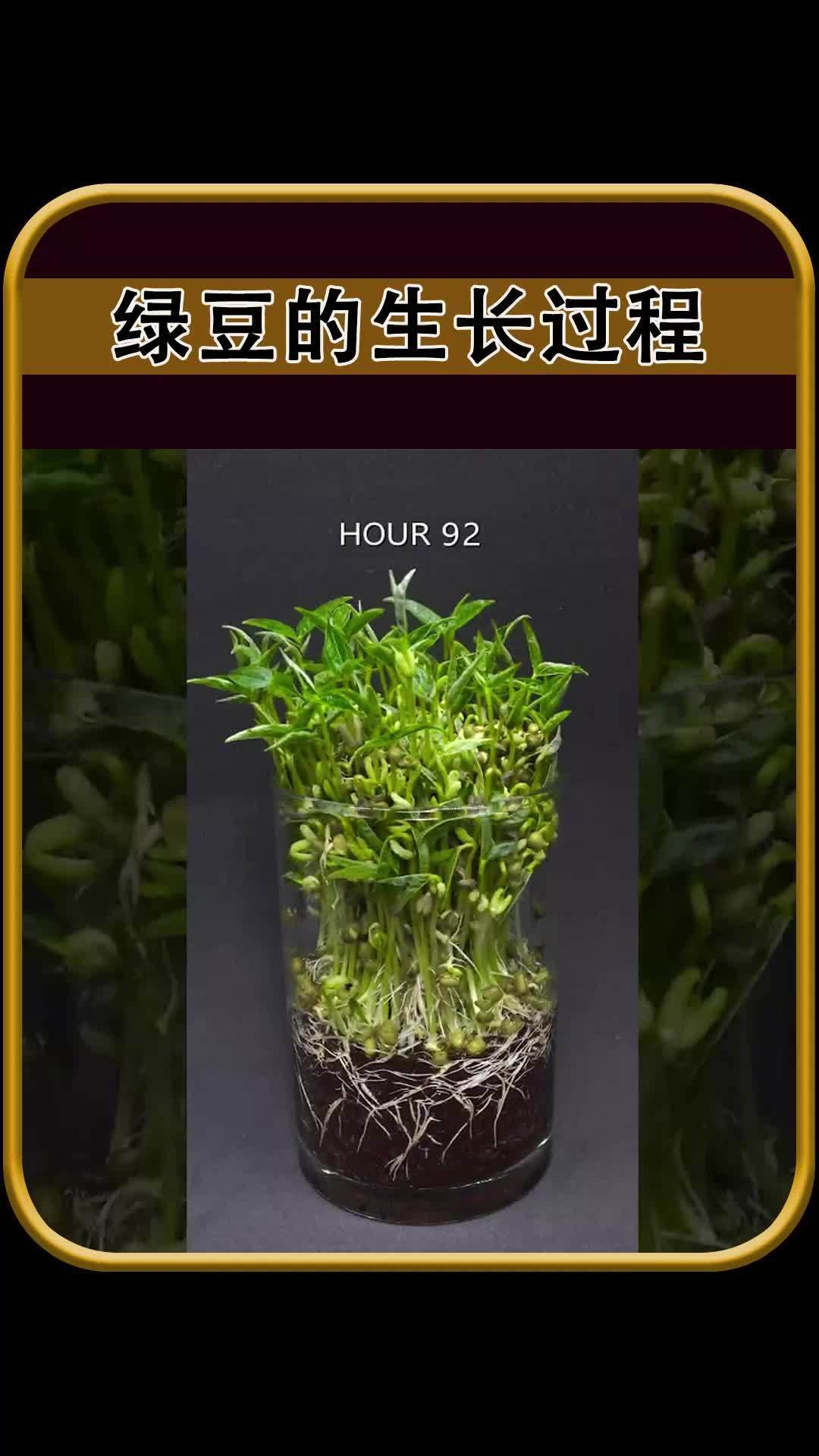 绿豆的生长过程