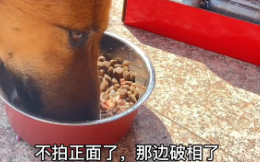 狗被狗咬了,到底要不要打疫苗