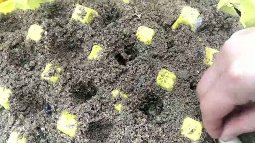 阳台种蒜苗很简单,只需一个鸡蛋托,不用肥料也能爆盆,太厉害了