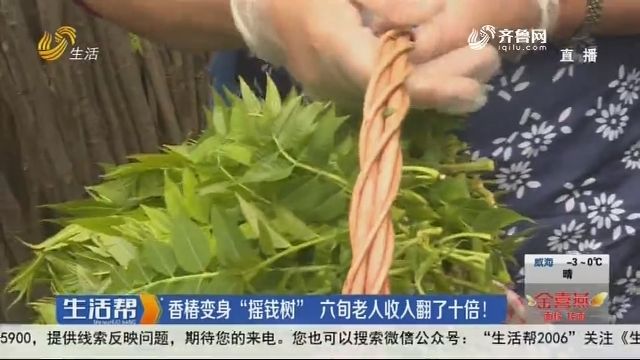 合作社+公司+贫困户,香椿变身“摇钱树”,平度村民收入能翻十倍