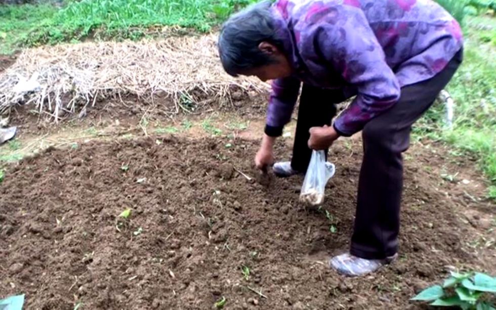 农村发芽蒜苗种植条件,配合肥沃土壤,2~3天就可采摘!