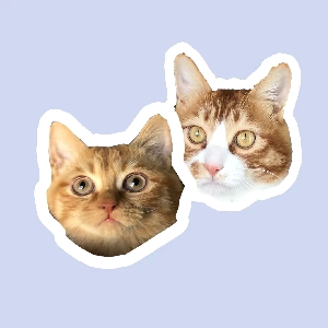 珍珠奶茶的money 