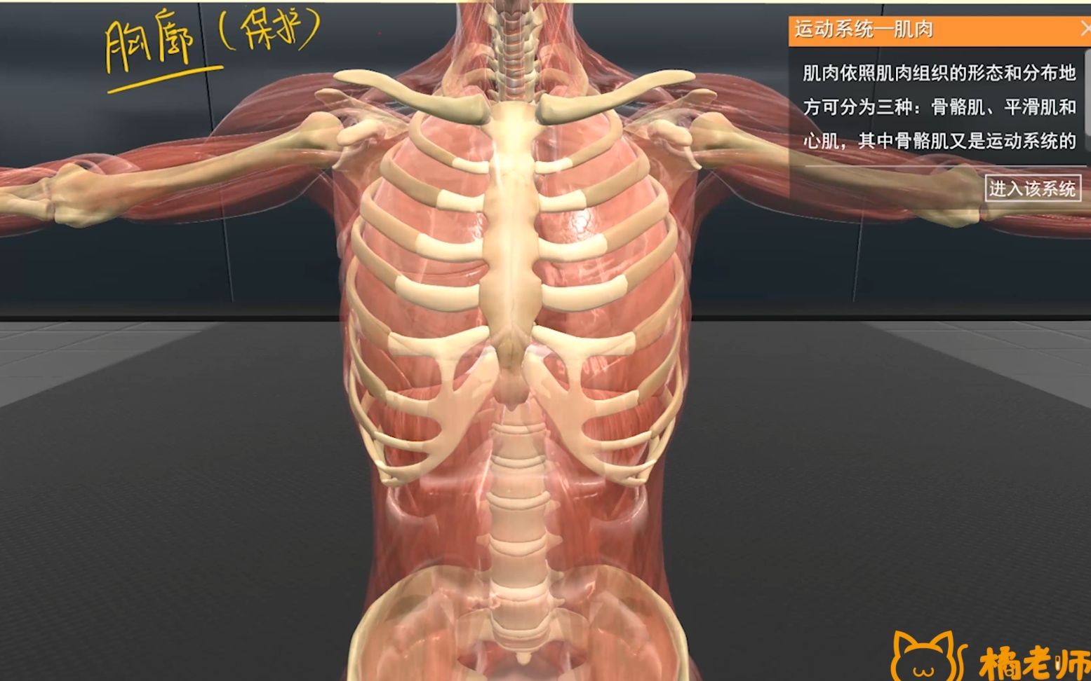 【橘老师实验室】发生在肺内的气体交换
