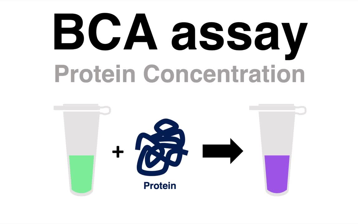【分子生物学】如何用BCA法测定蛋白浓度