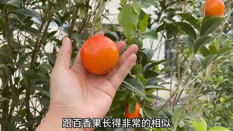 桂花树上发现一种果子,外形长得像百香果,就是不知道能不能吃