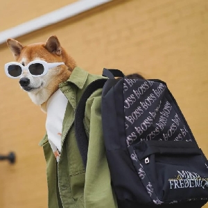 好哦好哦好哦好吗 