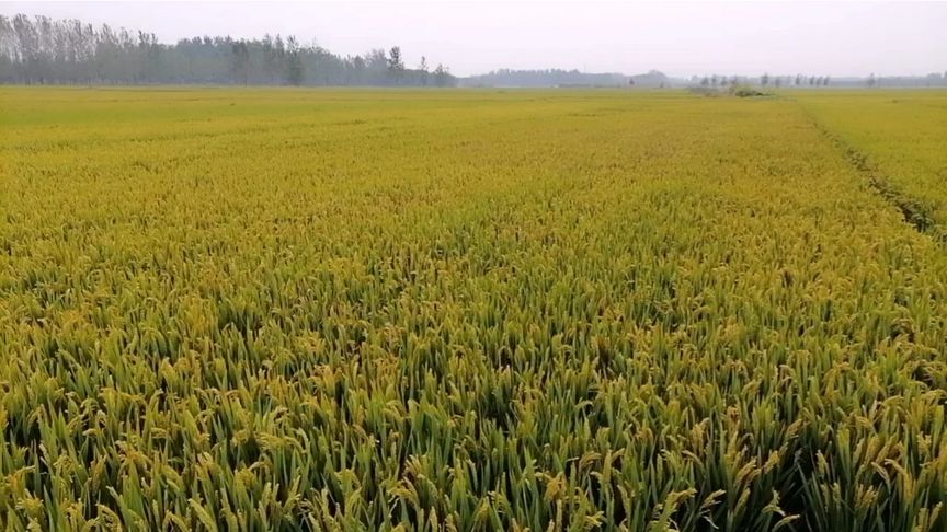 水稻成熟了,快要收割了