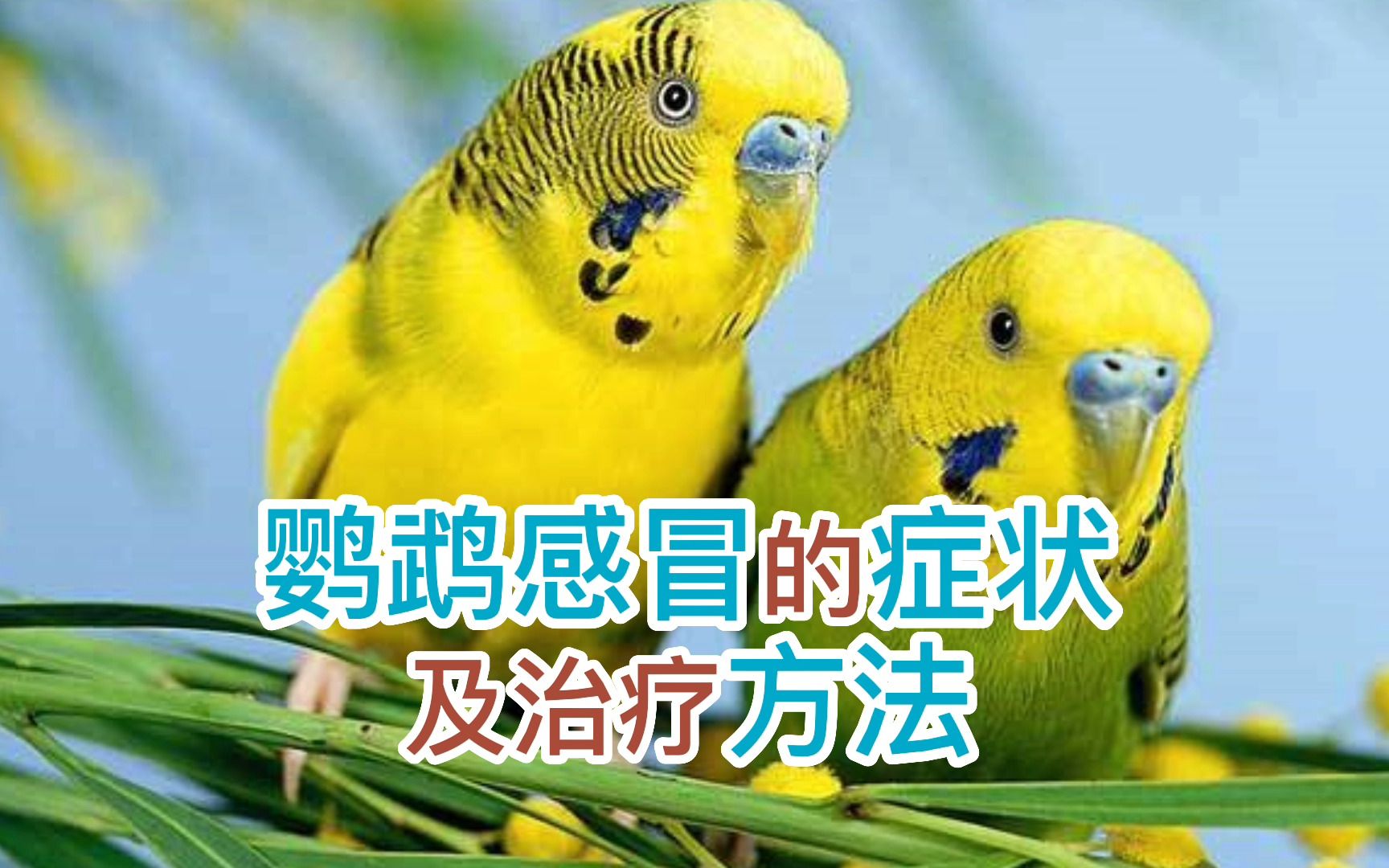 鹦鹉感冒的症状及治疗方法