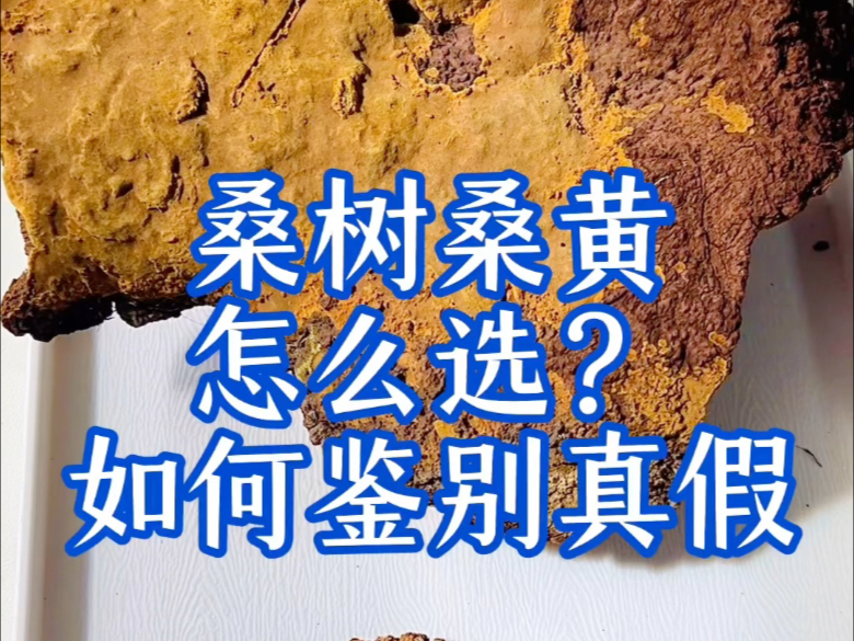 桑树桑黄怎么选?如何鉴别真假?一个视频教会你