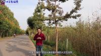 银杏叶子的药用价值很大