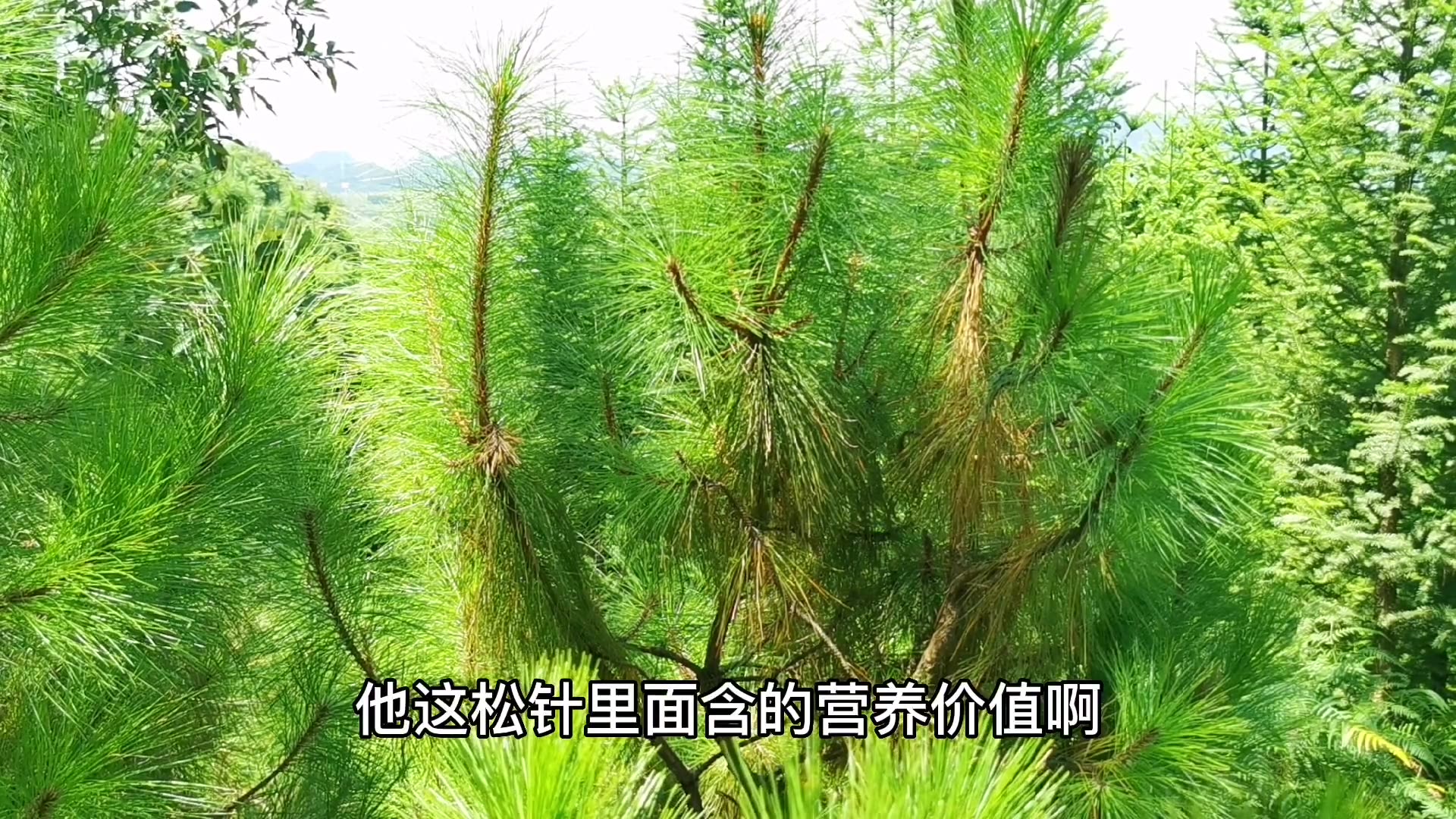 松针做的茶你喝过吗?用处太着呢,早晚喝一杯,对身体好处多多!