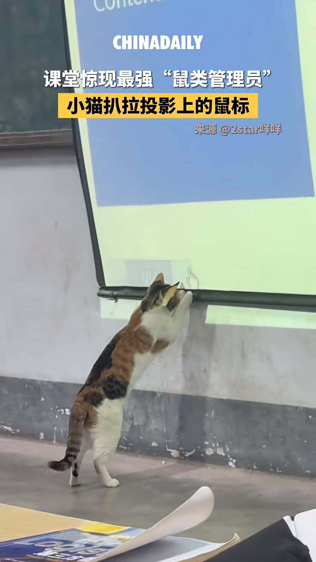 课堂惊现"鼠类管理员"小猫紧盯投影鼠标老师喊拍
