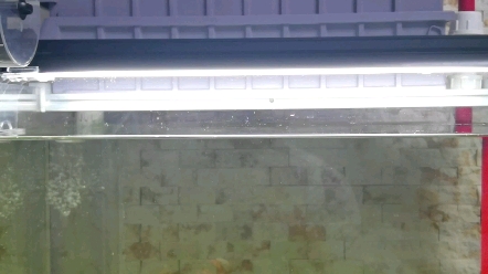 自制三层滴流盒过滤,水清鱼靓,哈哈