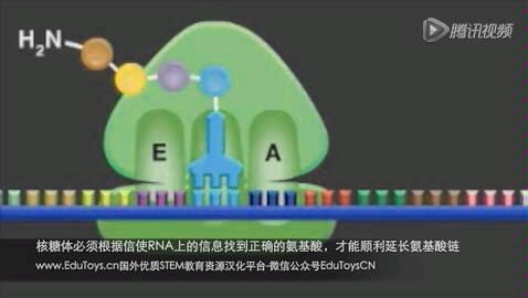 核糖体合成蛋白质