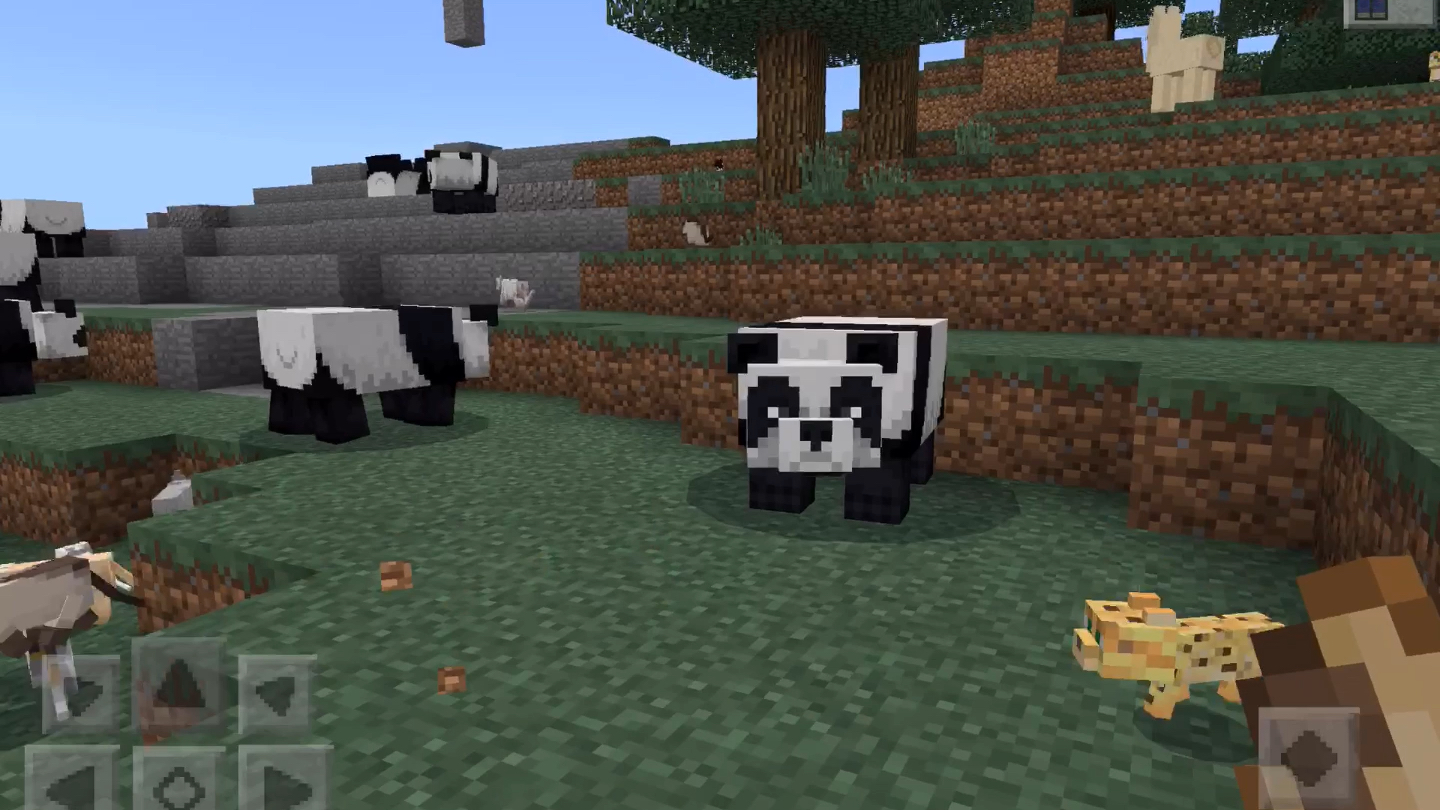 【小羊羔解说】中国版1月26日更新:7种种类的熊猫,猫,甘蔗与竹子,...