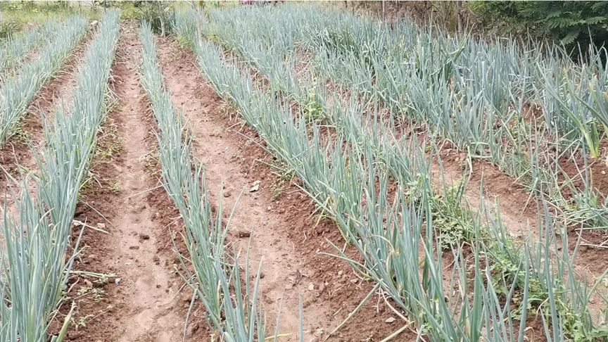 弘毅生态农场食物森林里种植的大葱