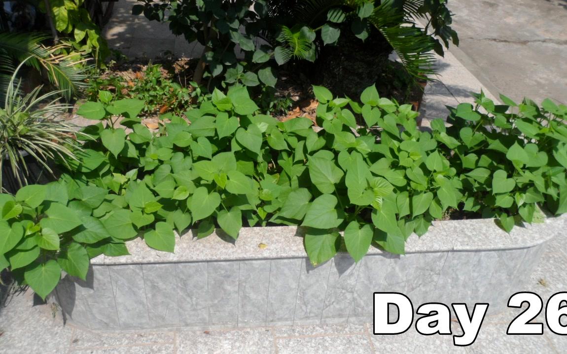 红薯叶的生长全过程