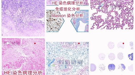 ...组化免疫荧光,TUNEL 染色,PAS染色都可做,有需要的老师可点一点我~