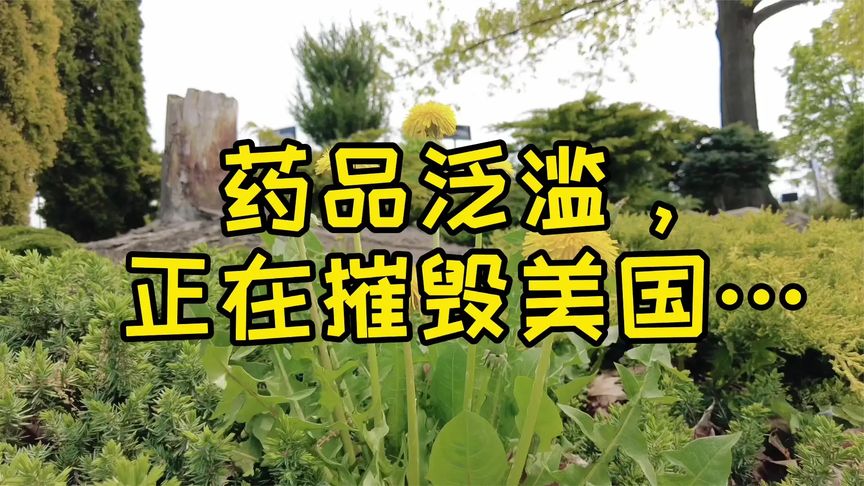 震惊|药品泛滥,正在摧毁美国…