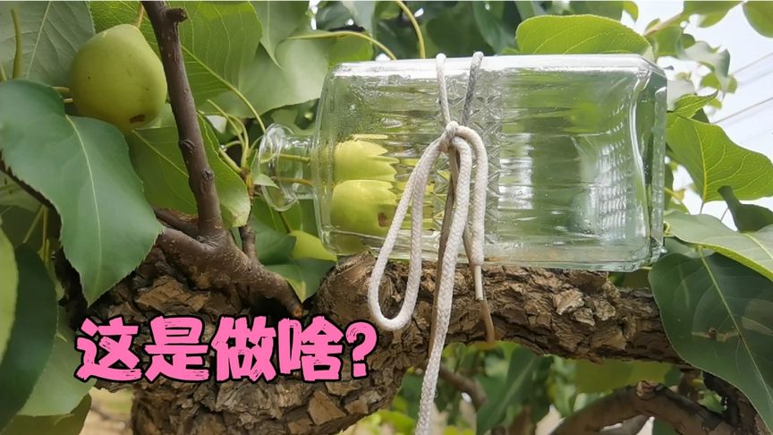 把两个小梨装进酒瓶,这是做啥?永不分梨么?梨酒就是这么来滴
