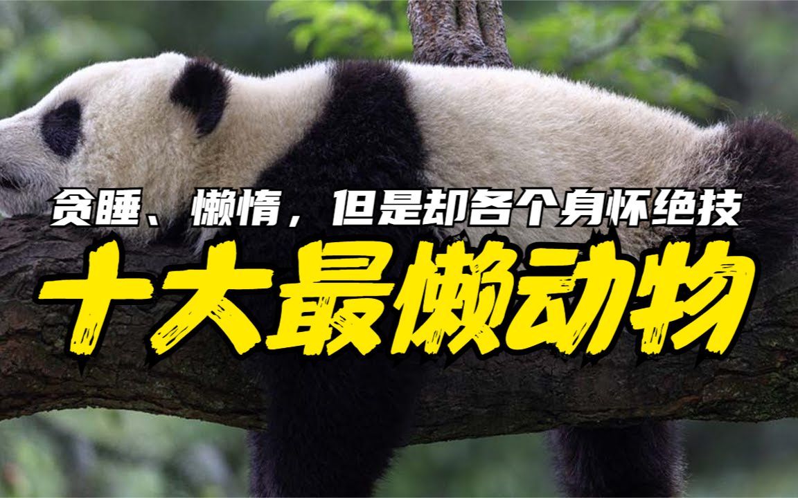 世界上十大最懒的动物:贪睡、懒惰,但是却个个身怀绝技