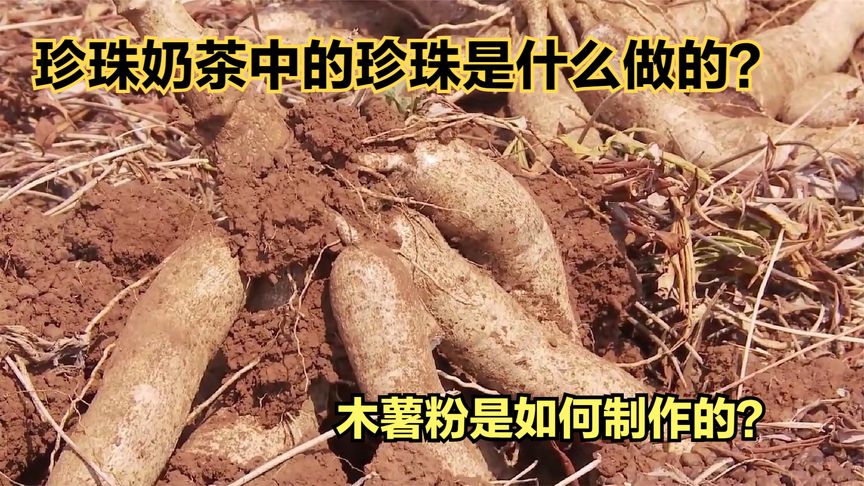 珍珠奶茶中的珍珠是什么做的?木薯粉是如何制作成的?