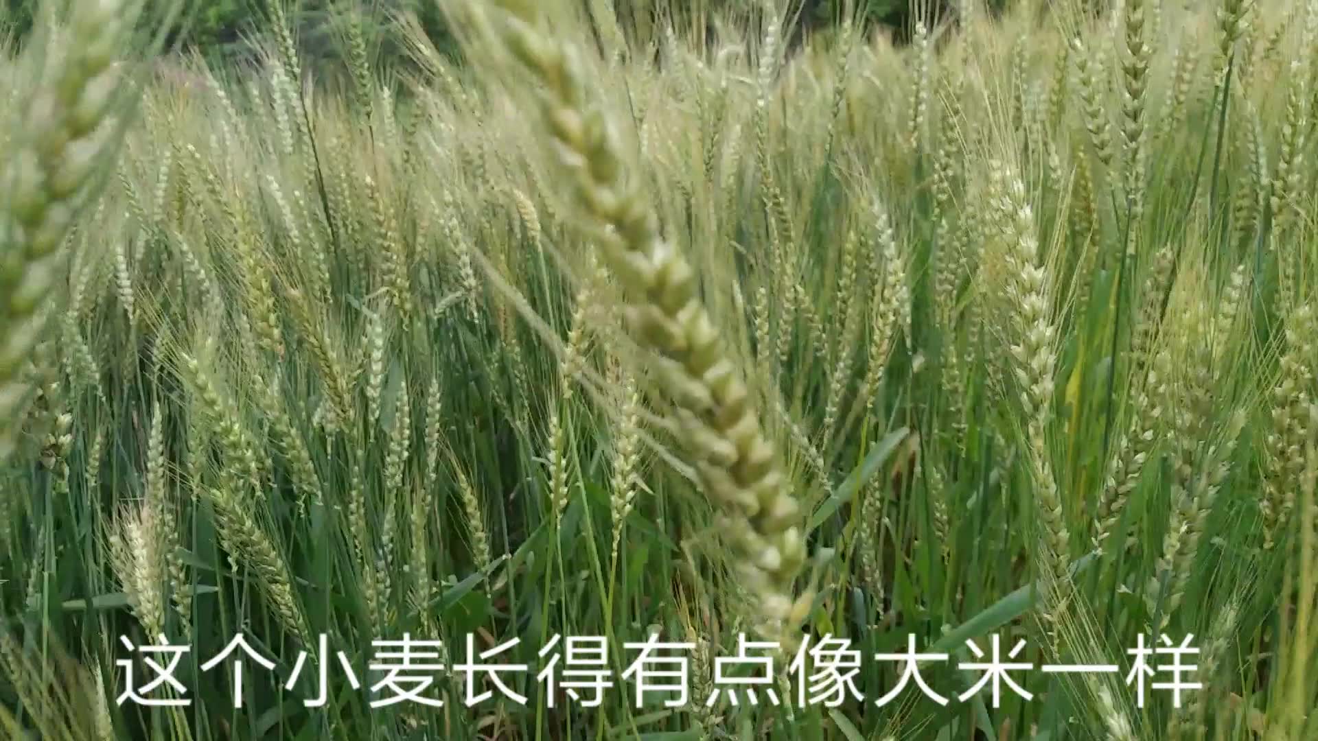 南方小伙第一次见小麦是怎样生长的,浙江这边一年要种几季小麦