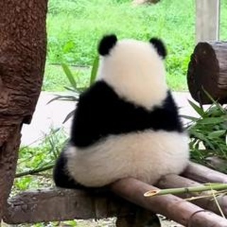 方脑阔哈搓搓 