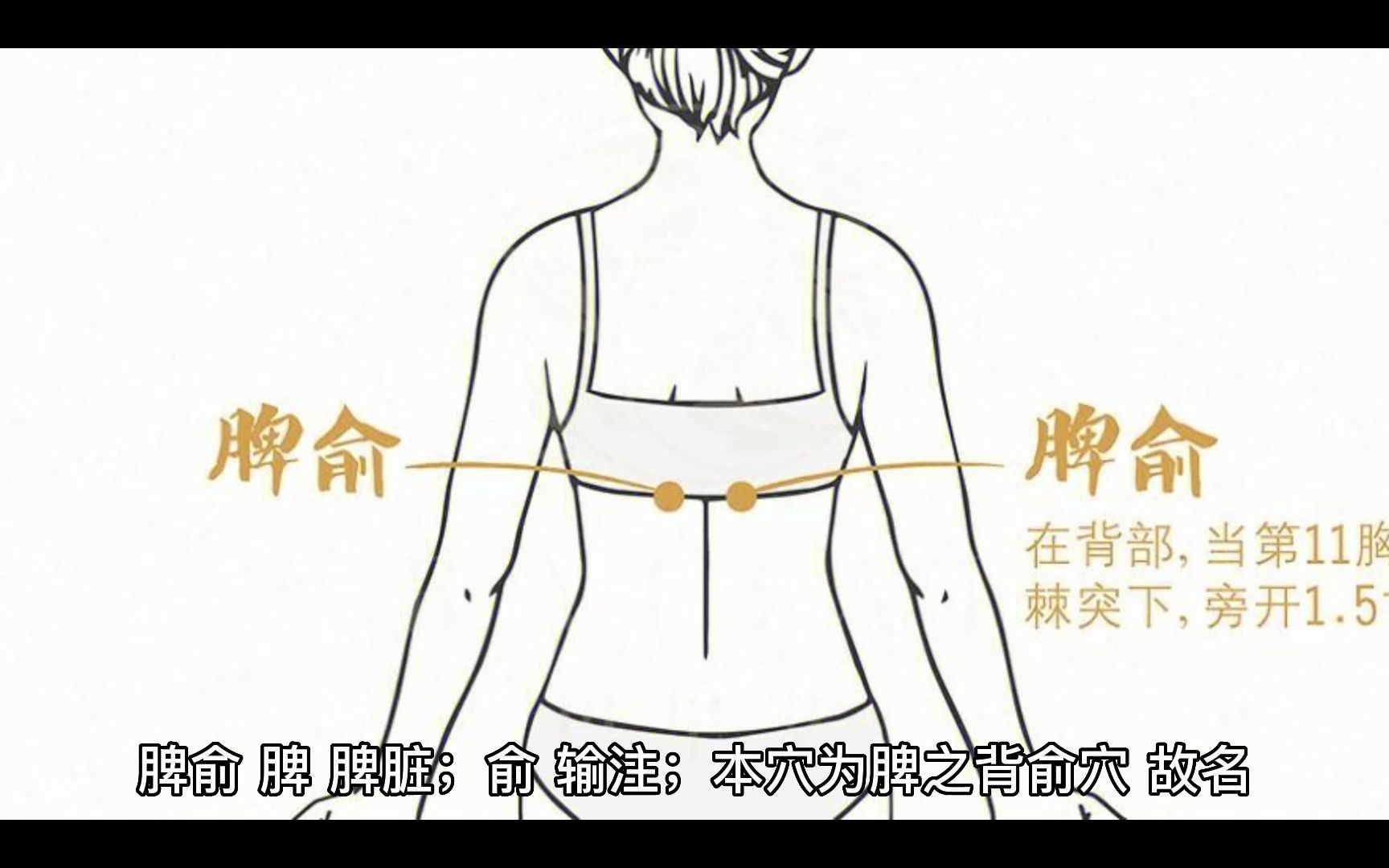 每日养生一穴之脾俞穴