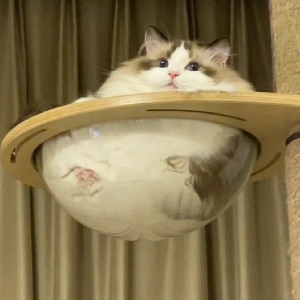 我只想吃一口 