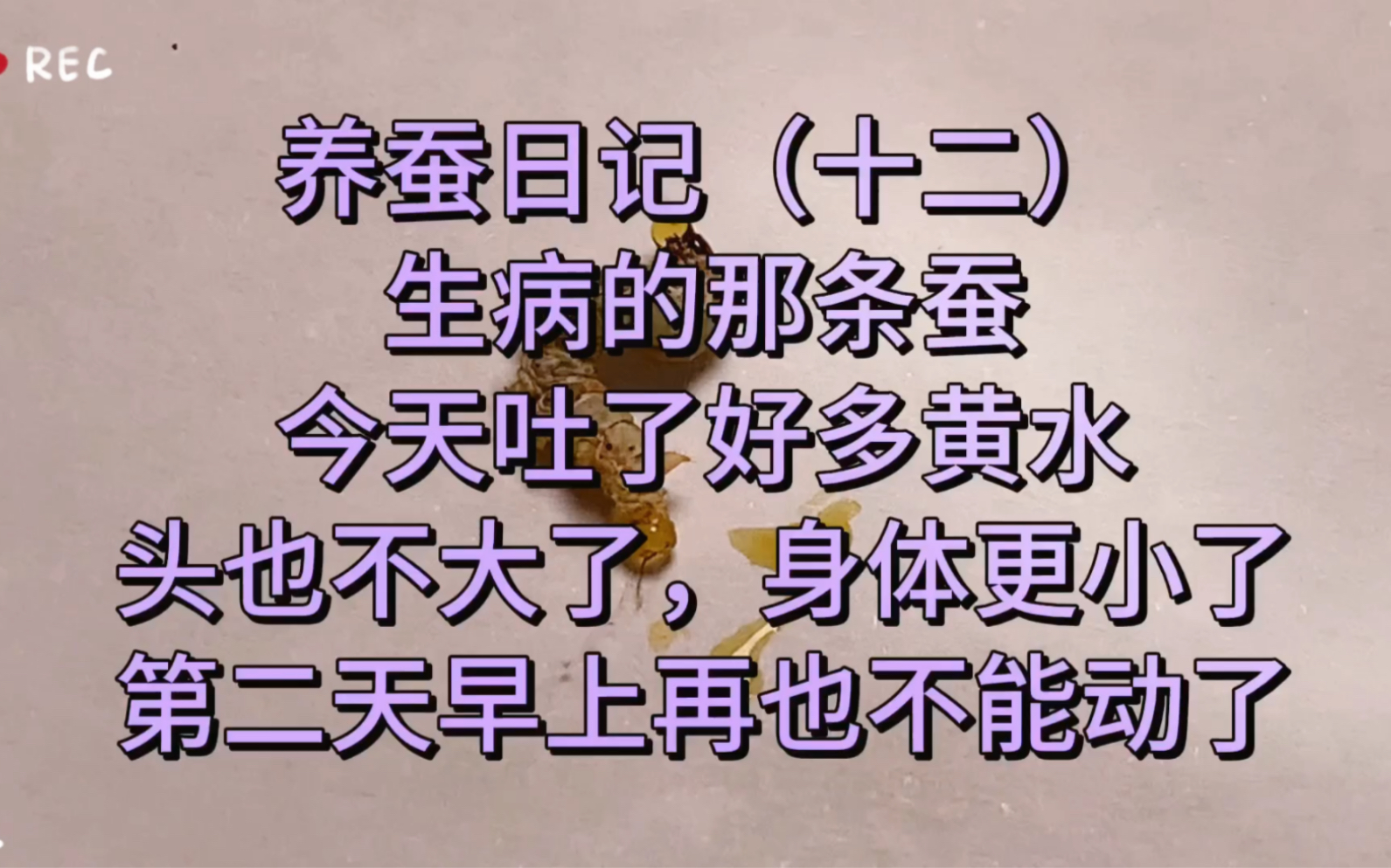 养蚕日记(十二):前面生病的那条蚕,吐了好多黄水