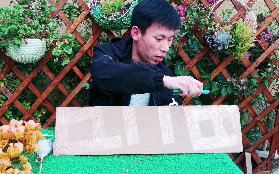 中华木绣球开箱,70多元的斗球和十几块钱的麻球,那种更值得入手