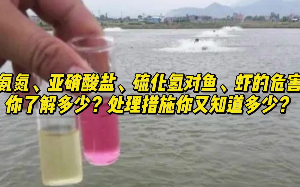 氨氮、亚硝酸盐、硫化氢的处理措施,你知道多少?