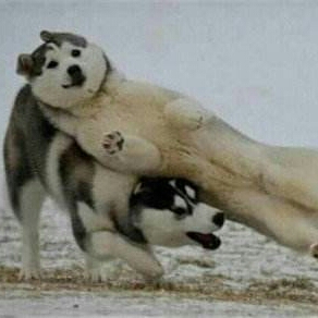 墨槐-_- 