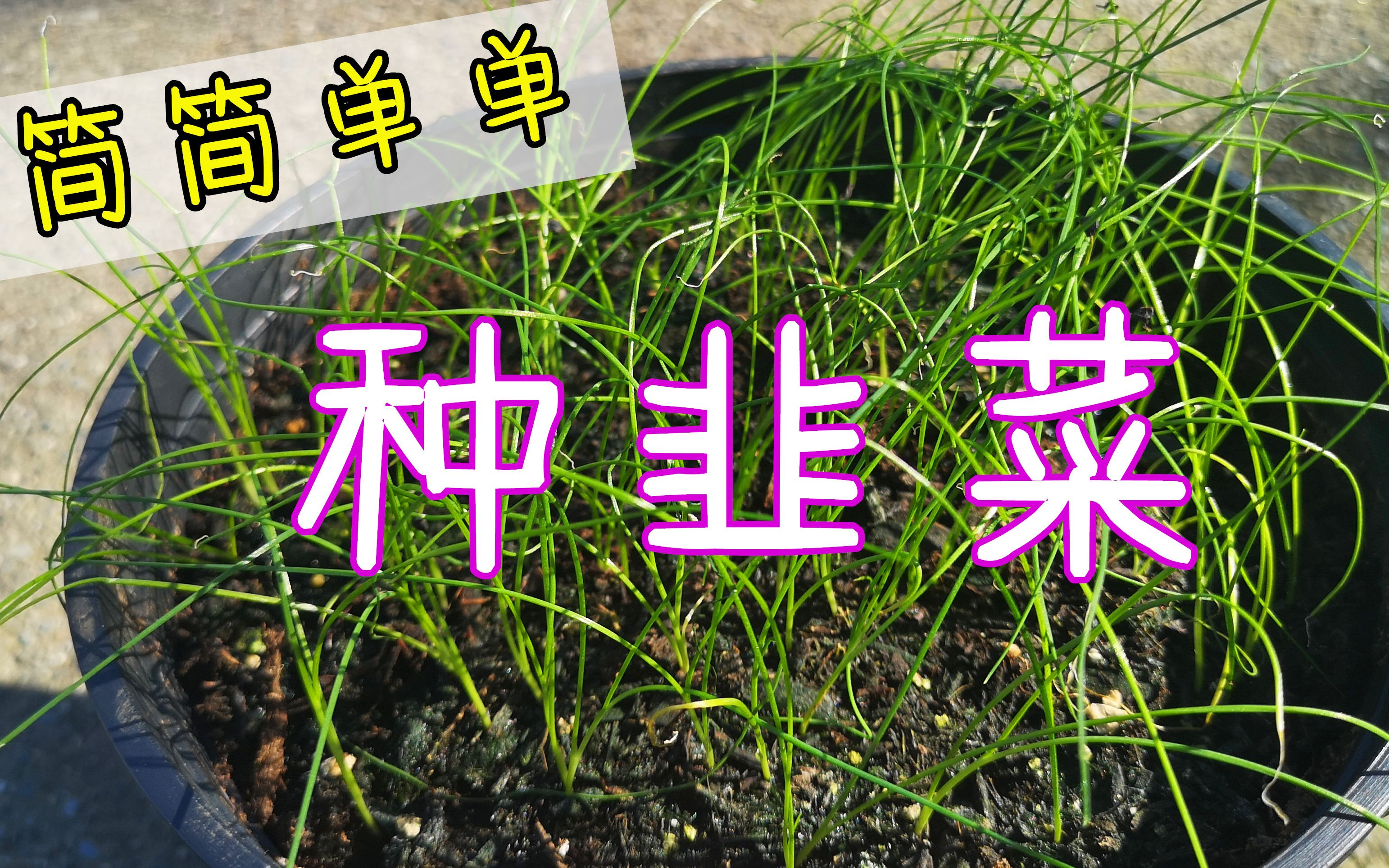 种韭菜就这么简单, 从种子到1个月成长过程