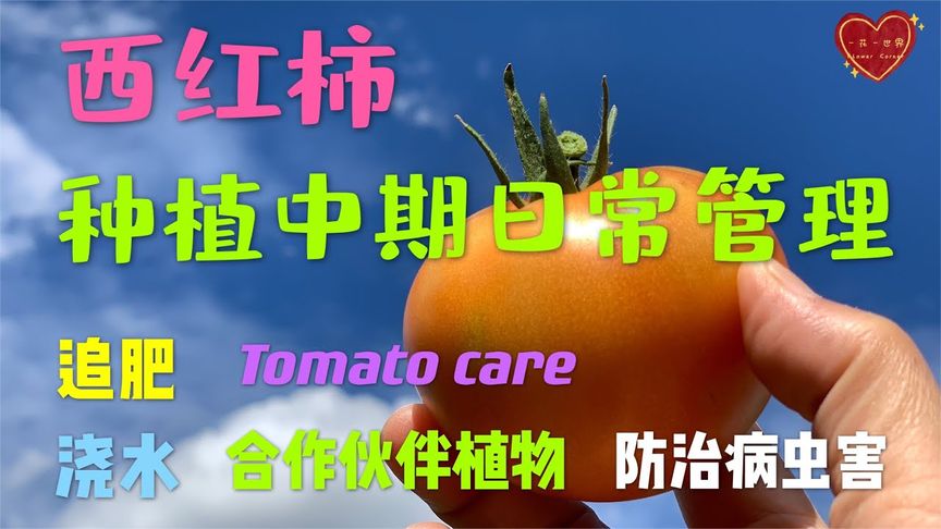 西红柿种植中期怎样维护管理 方法和技巧