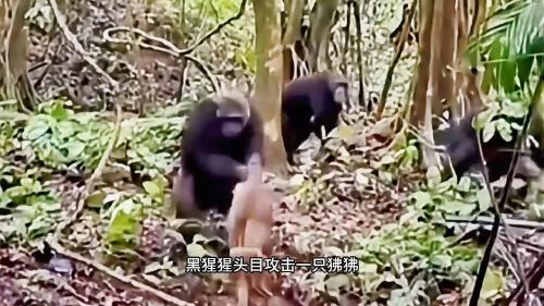 动物解说狒狒闯入黑猩猩境地,最后结果不堪设想