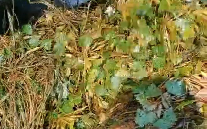 小型全自动水上水草水浮莲打捞船