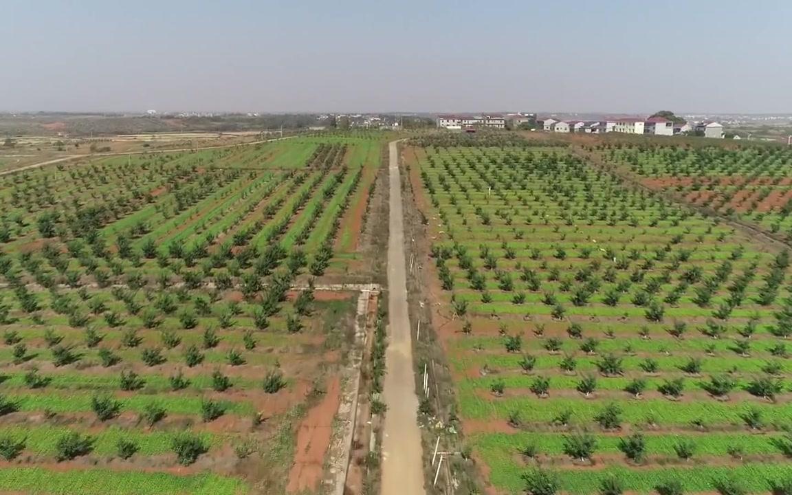 #这里是樟树 樟树现代农业宣传片《魅力樟树 筑梦未来》来袭,让我们...