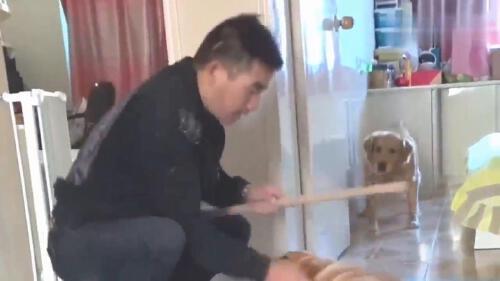 主人拿棍子打小狗,狗妈妈可不干了,结果被打得抱头鼠窜