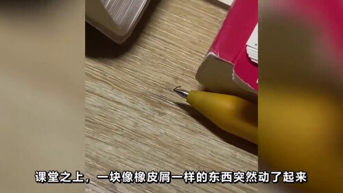 课堂之上,一块橡皮屑突然动了起来,这究竟是什么动物?