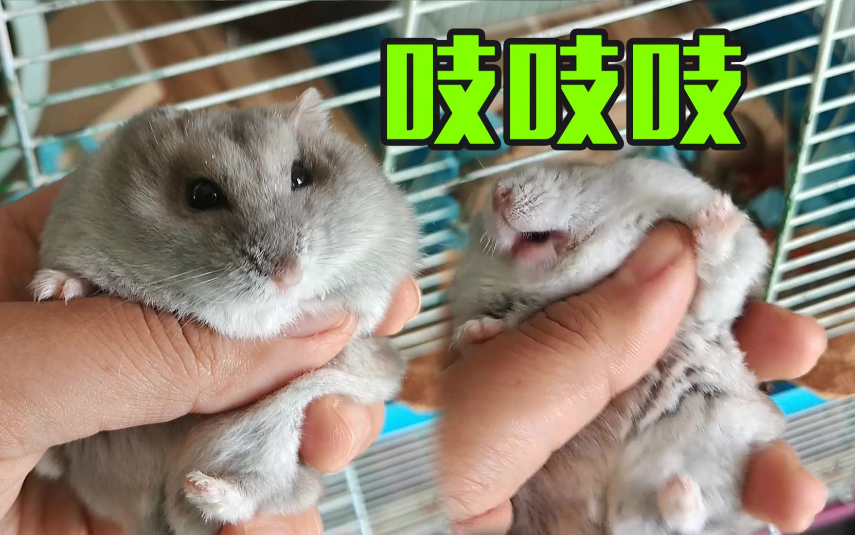 仓鼠的叫声好好听,听着上瘾