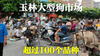 玉林大型狗市场,超过100个品种1000条狗,肉狗宠物狗都有很热闹